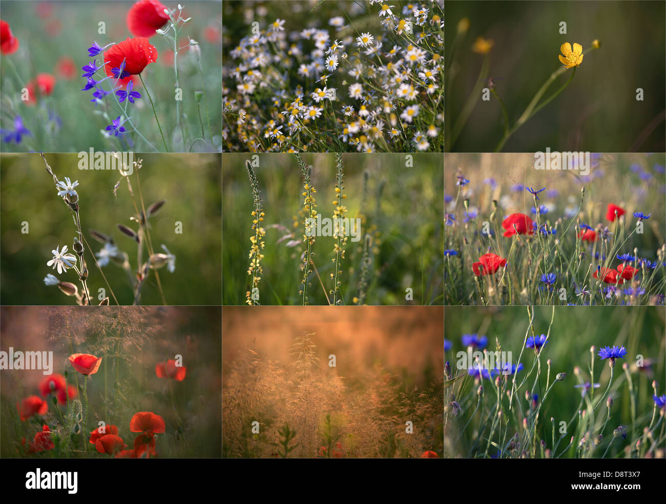The Polish meadow Stock Photo - Alamy