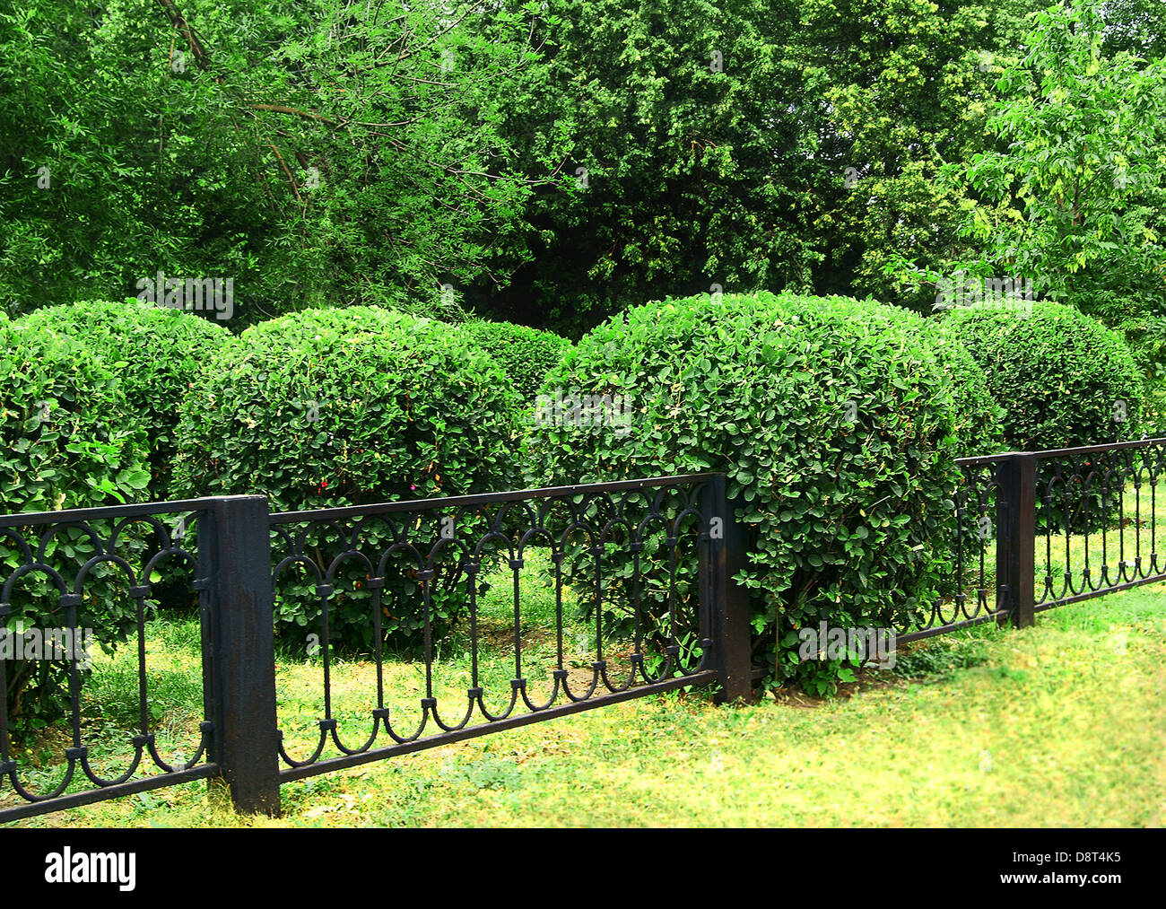 Bush in the city Stock Photo - Alamy