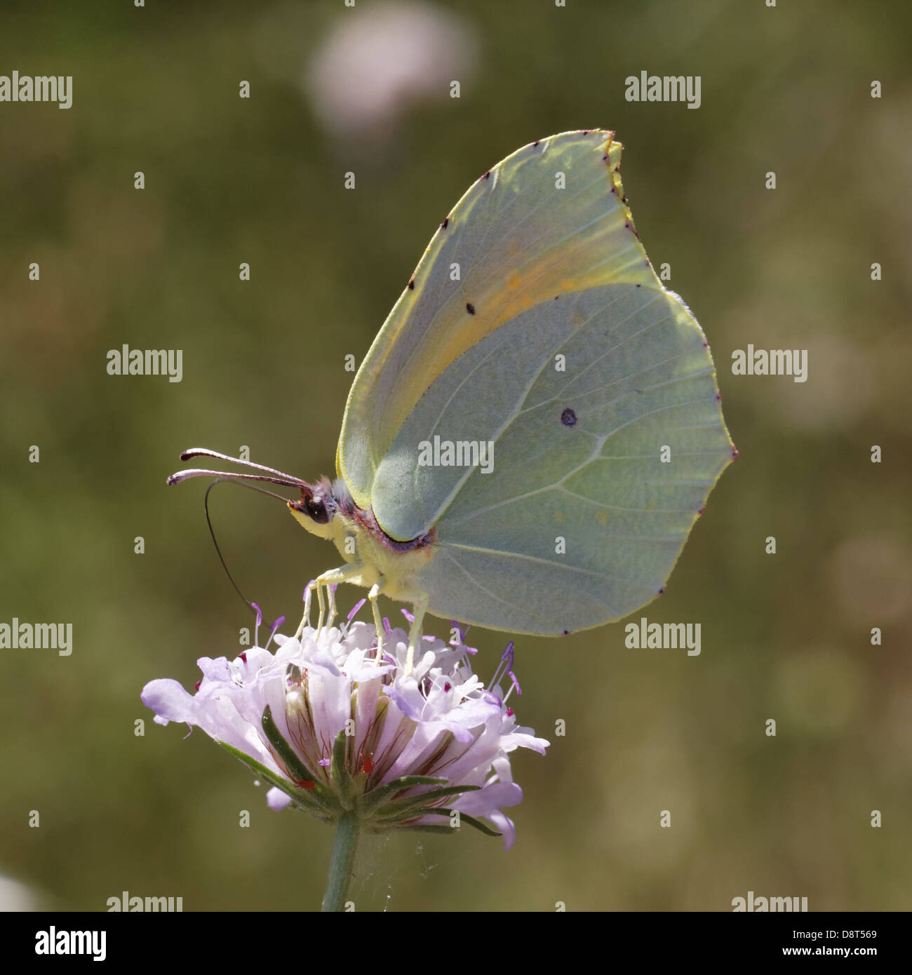 Gonepteryx cleopatra, Cleopatra butterfly Stock Photo - Alamy