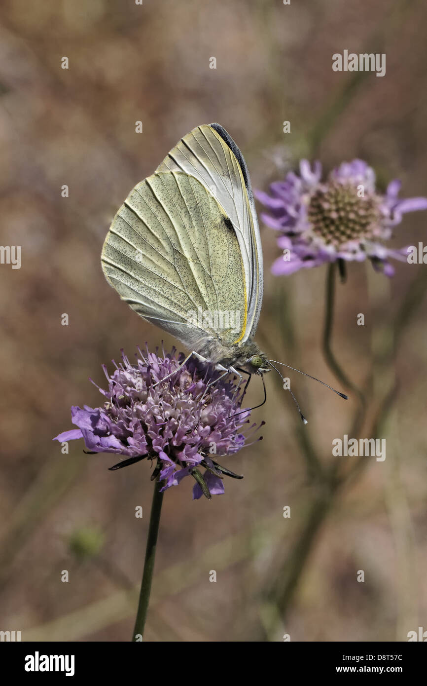 Pieris brassicae, Large White, Cabbage White Stock Photo - Alamy