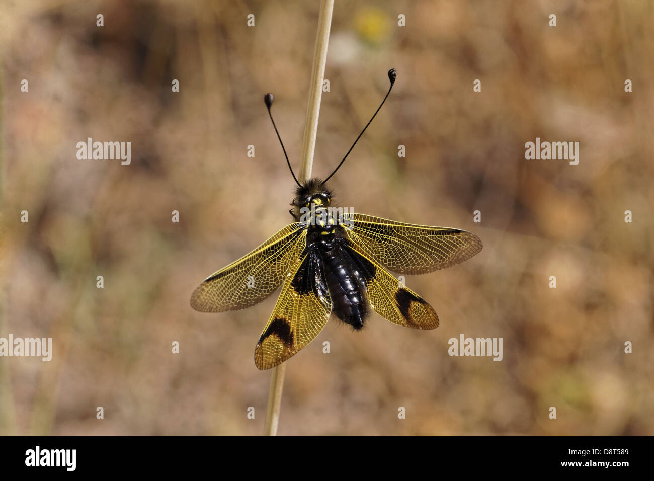 Libelloides longicornis, Owlfly Stock Photo - Alamy