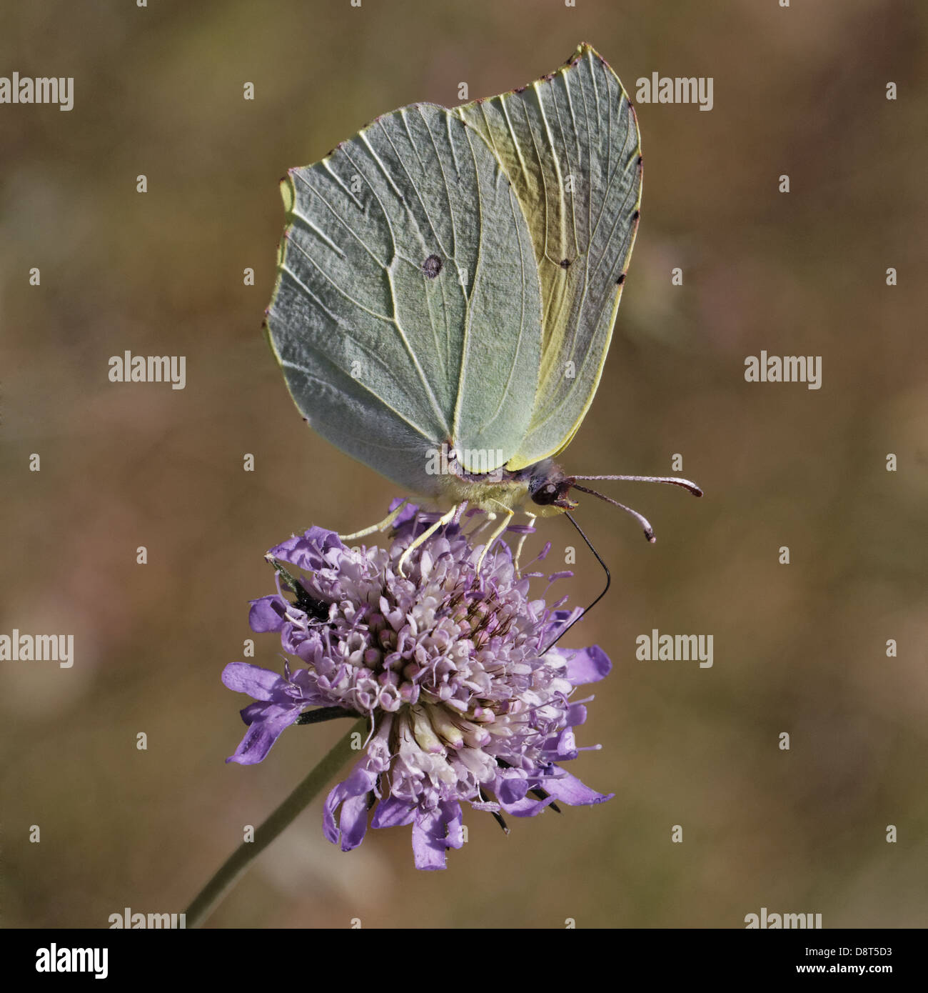 Gonepteryx cleopatra, Cleopatra butterfly Stock Photo - Alamy