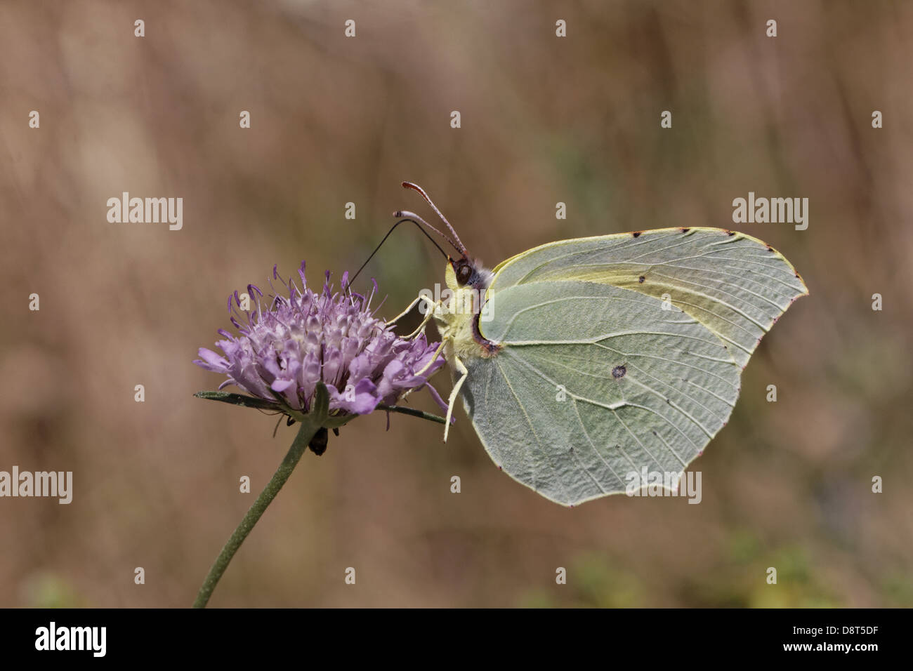Gonepteryx cleopatra, Cleopatra butterfly Stock Photo - Alamy