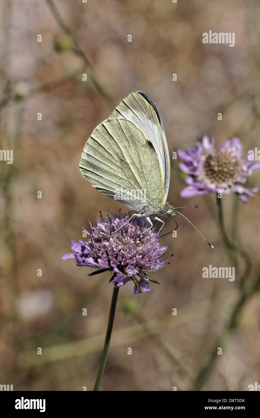 European large cabbage hi-res stock photography and images - Alamy