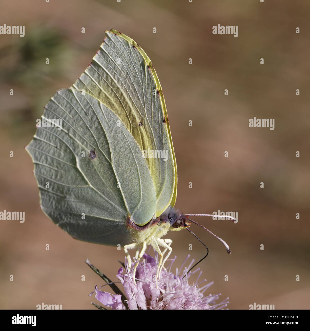 Gonepteryx cleopatra, Cleopatra butterfly Stock Photo - Alamy