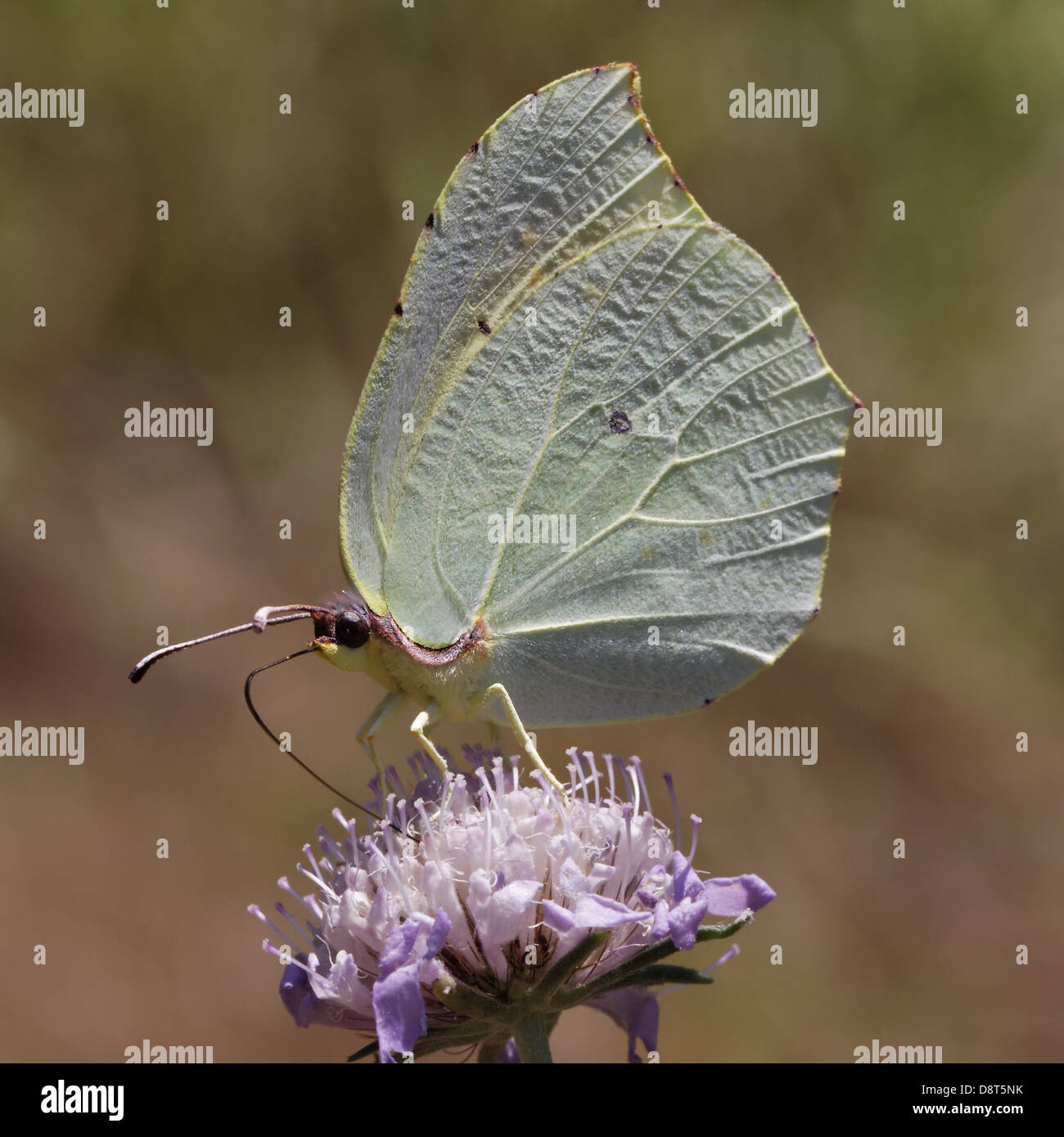 Gonepteryx cleopatra, Cleopatra butterfly Stock Photo - Alamy