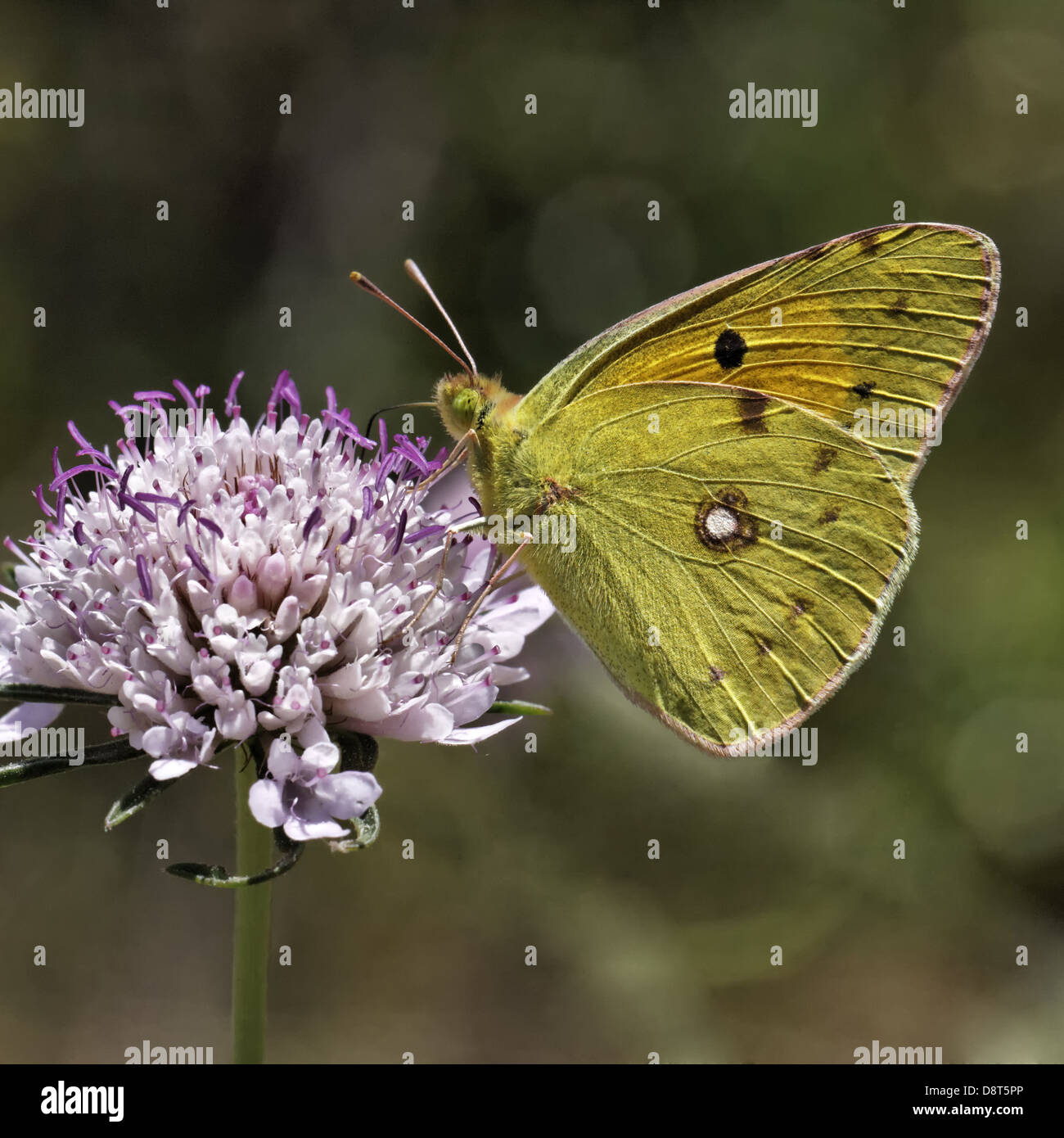 The clouded yel hi-res stock photography and images - Alamy