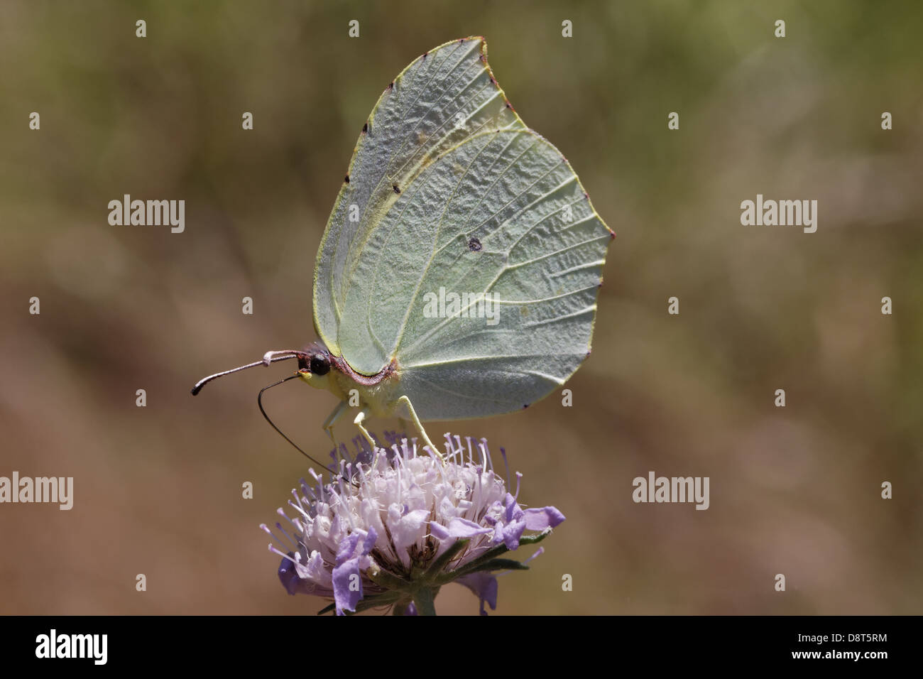 Gonepteryx cleopatra, Cleopatra butterfly Stock Photo - Alamy