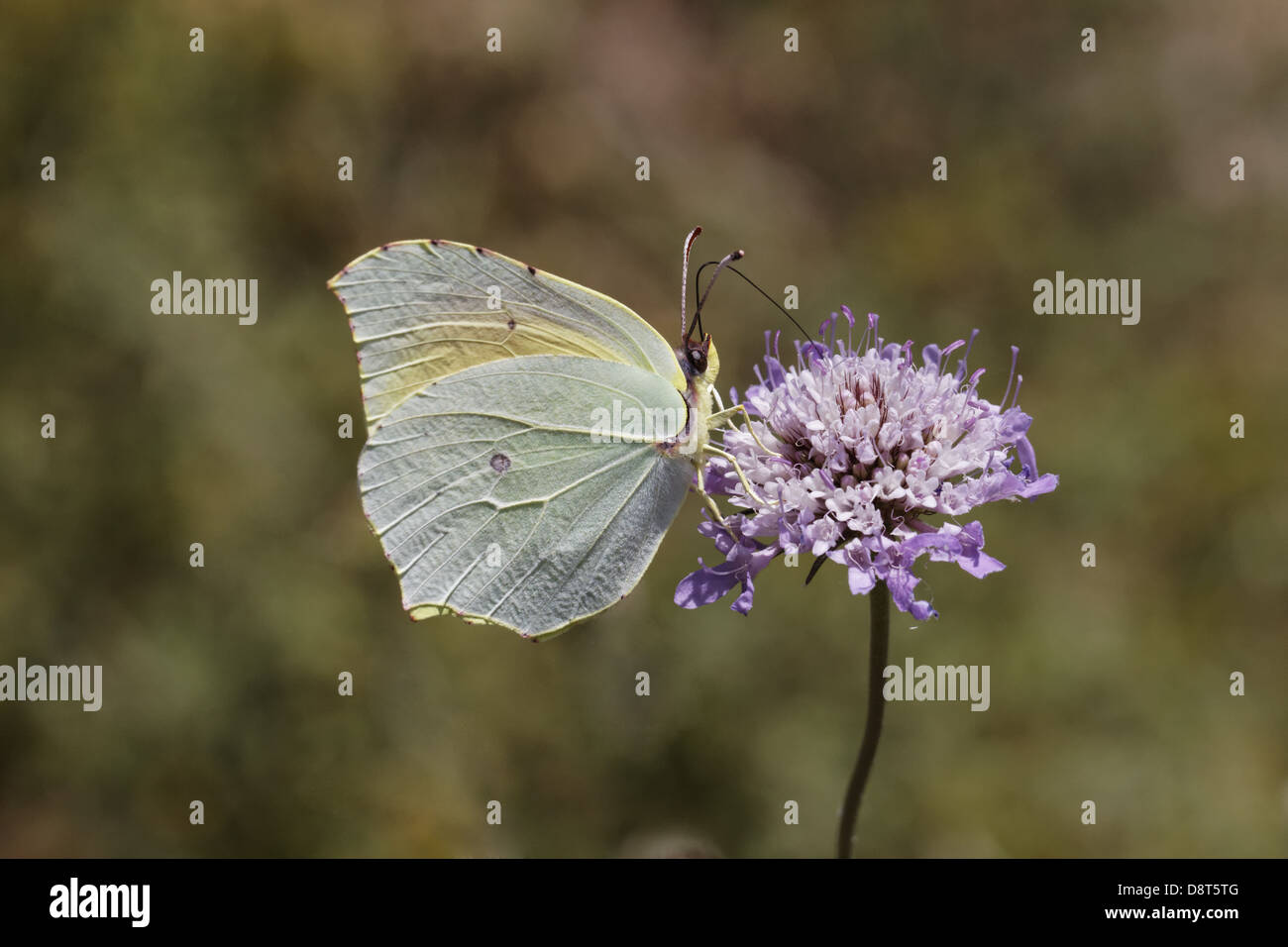 Gonepteryx cleopatra, Cleopatra butterfly Stock Photo - Alamy