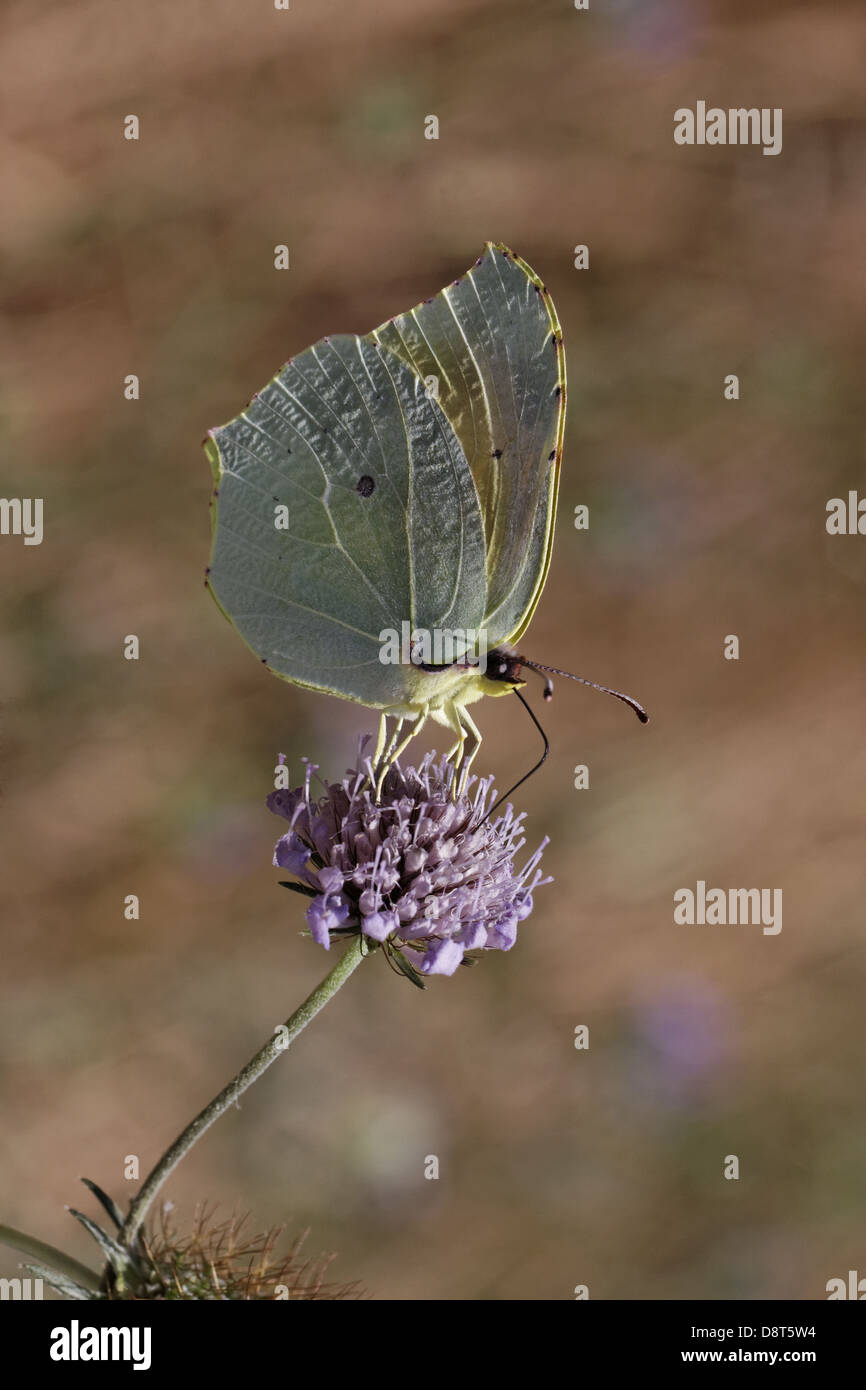 Gonepteryx cleopatra, Cleopatra butterfly Stock Photo - Alamy