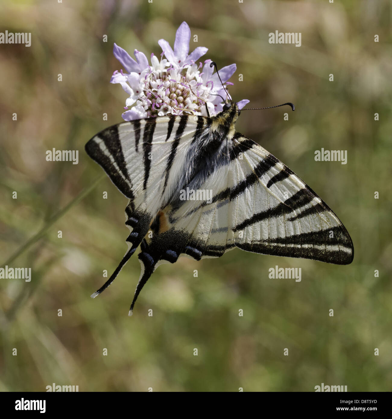 Iphiclides podalirius, Scarce swallowtail Stock Photo - Alamy
