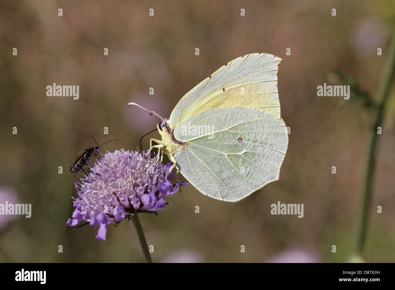 Gonepteryx cleopatra, Cleopatra butterfly Stock Photo - Alamy