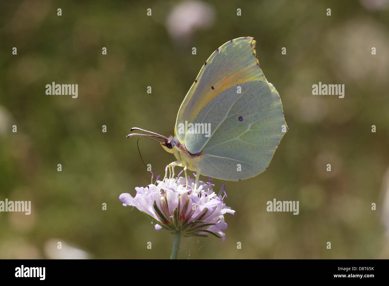 Gonepteryx cleopatra, Cleopatra butterfly Stock Photo - Alamy