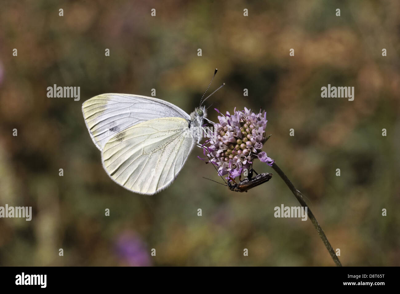 Pieris brassicae, Large White, Cabbage White Stock Photo - Alamy