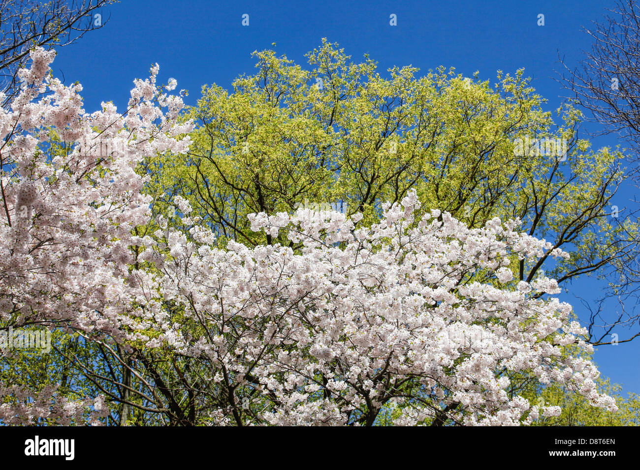 Toronto;Ontario;Canada;High Park a Public Park in Toronto in the Spring ...