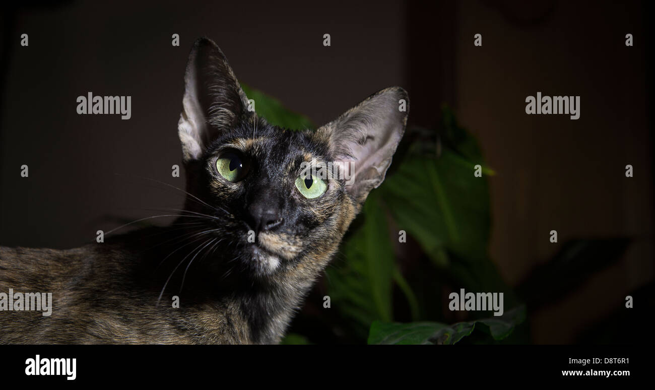 Tortoiseshell oriental shorthair cat with vivid green eyes Stock Photo ...
