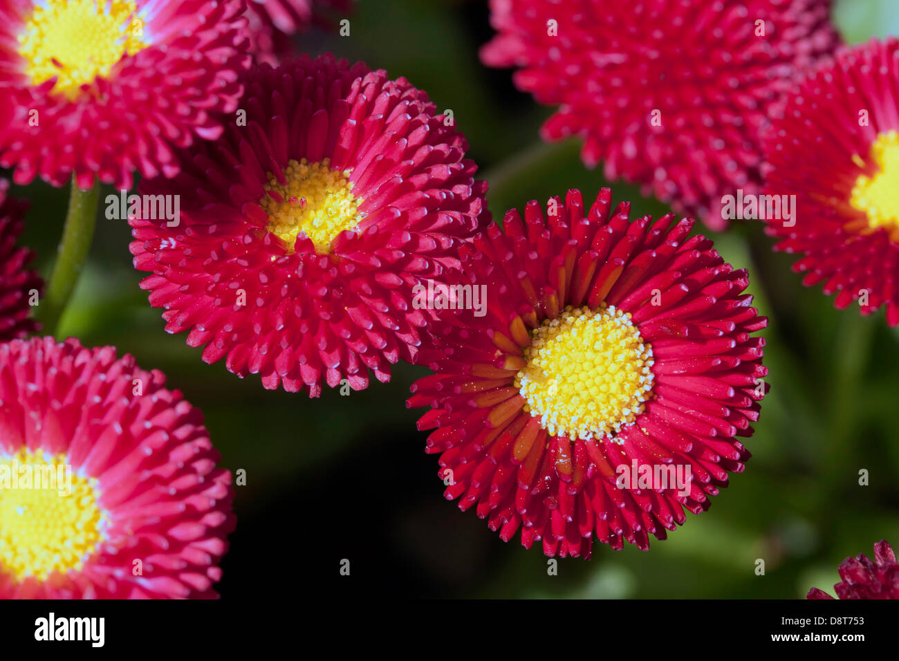 Close-up image of Bellis 'Romi Red' in flower Stock Photo - Alamy