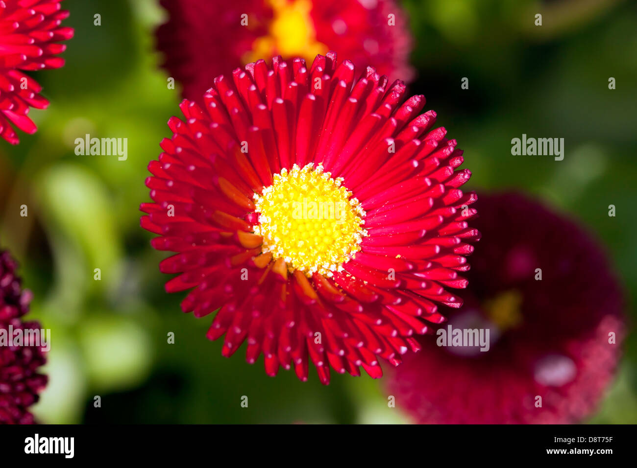 Close-up image of Bellis 'Romi Red' in flower Stock Photo - Alamy