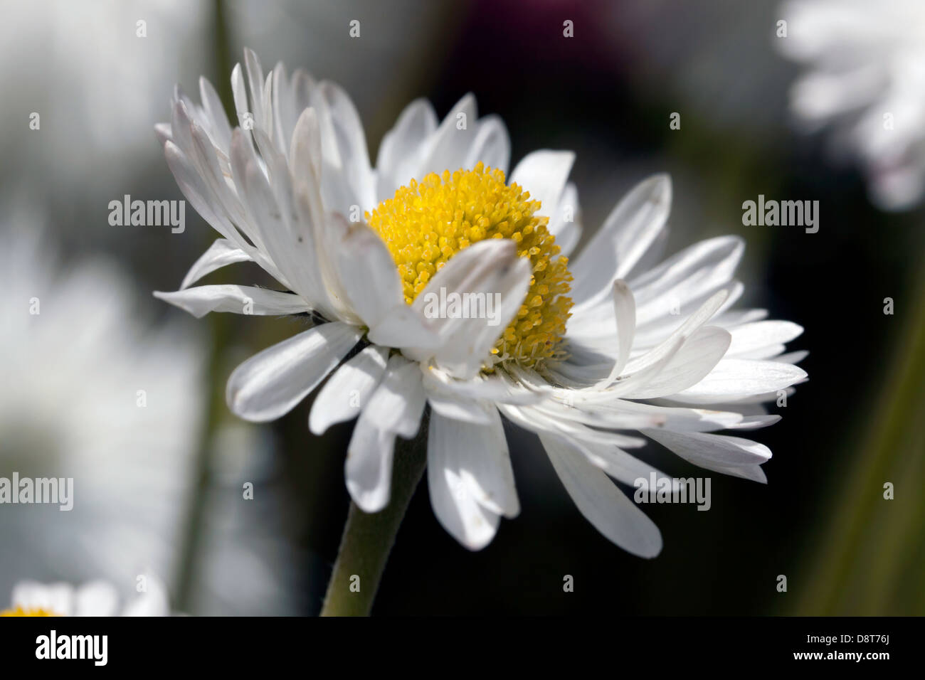 Close-up image of a single Bellis perennis flower Stock Photo - Alamy