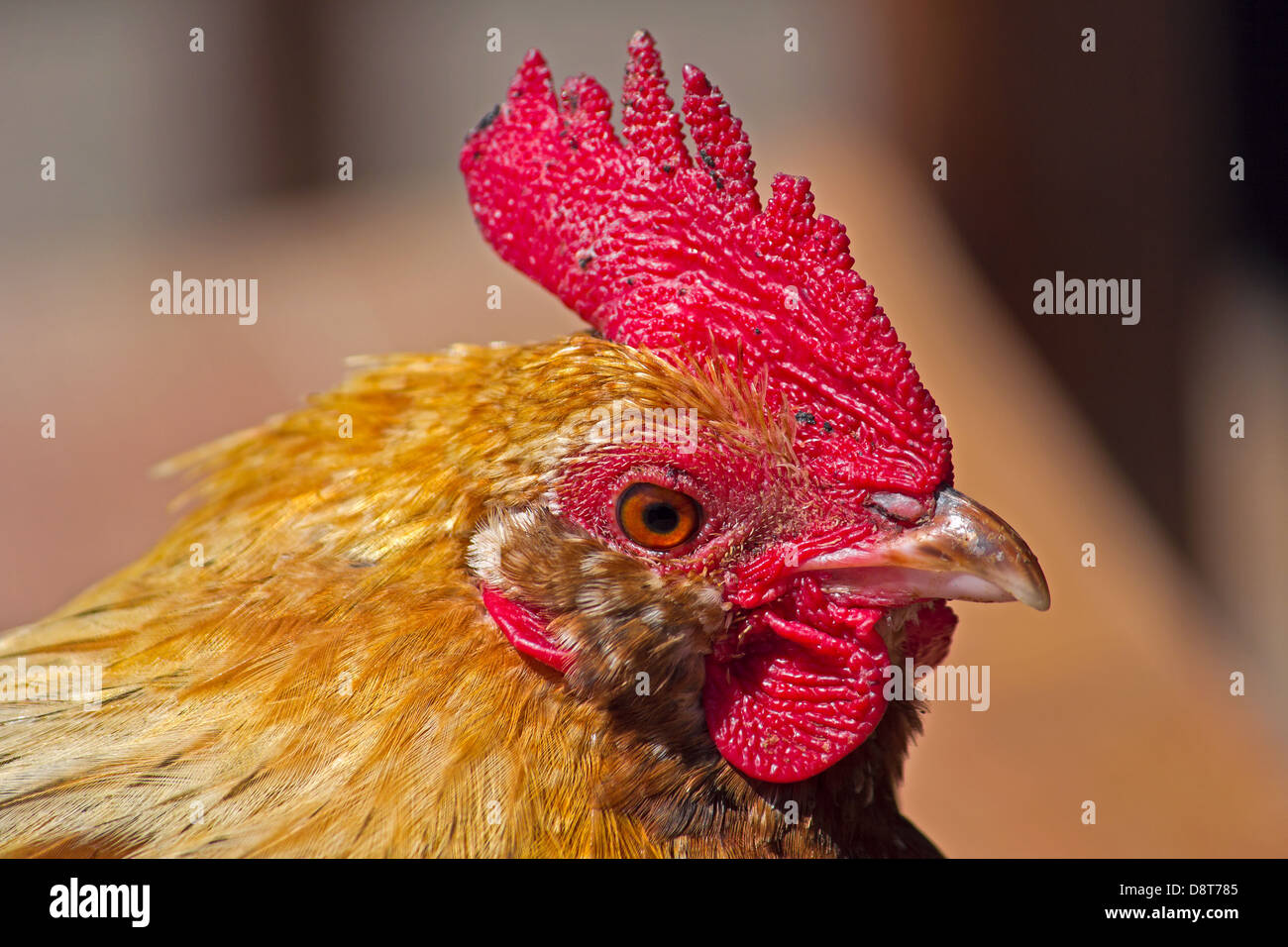 Portrait of the rooster close-up Stock Photo - Alamy