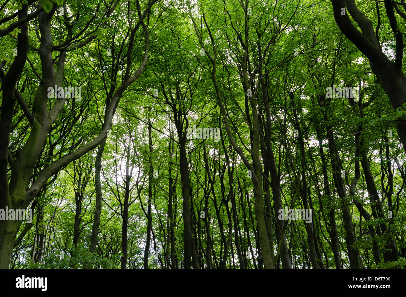 Frankley Beeches, a cluster of Beech trees planted by the Cadbury ...