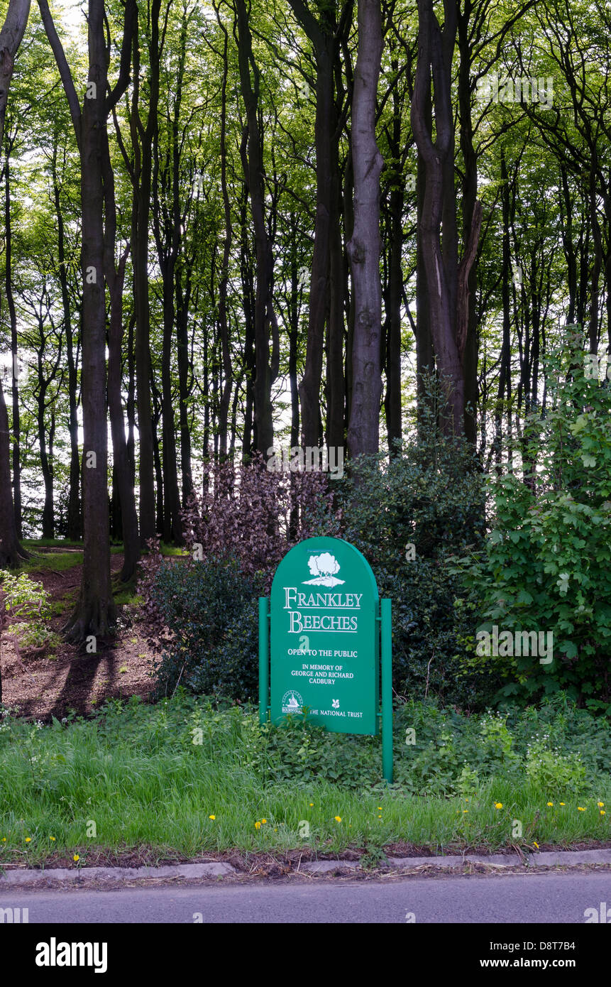 Frankley Beeches, a cluster of Beech trees planted by the Cadbury ...