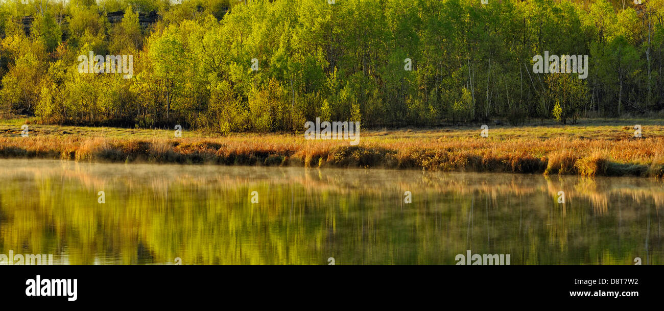 Conifers aquatic reeds hi-res stock photography and images - Alamy