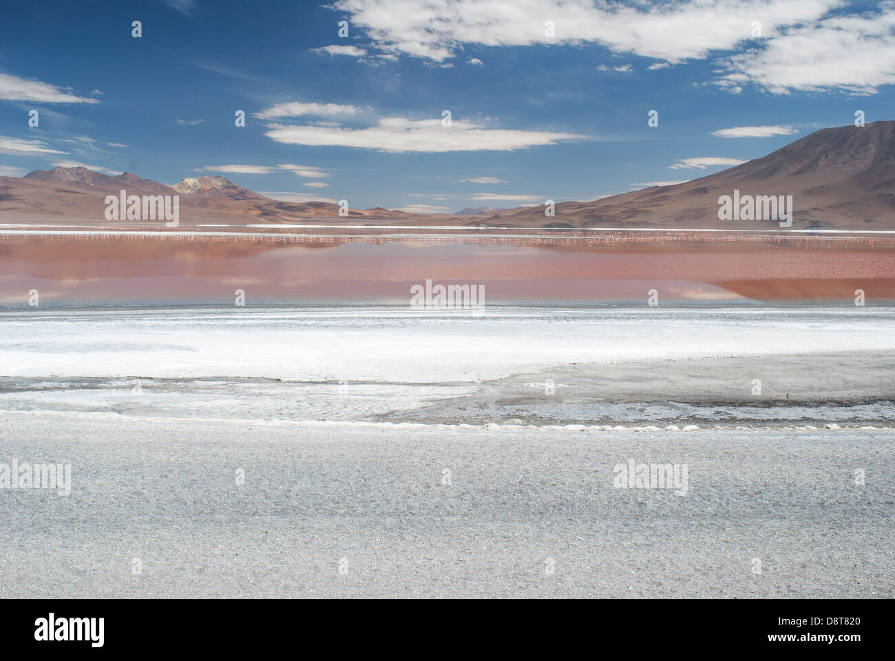 Laguna Colorada in Bolivia Stock Photo - Alamy