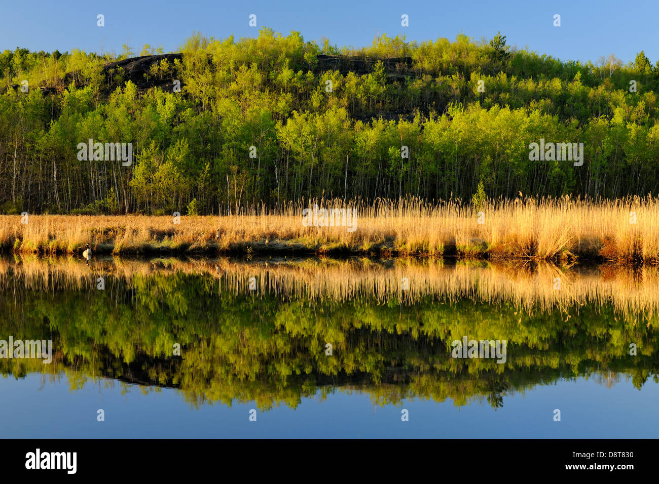 Ecological succession lake High Resolution Stock Photography and Images ...