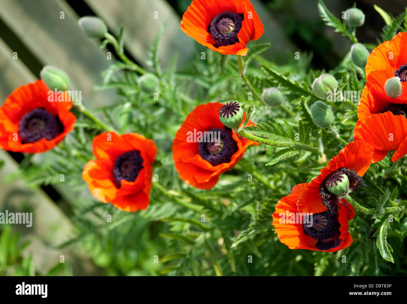 Pillar of poppies hi-res stock photography and images - Alamy