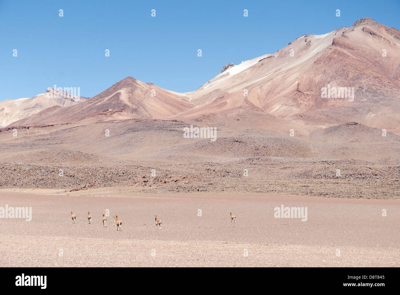 Vicuna in the Siloli desert Stock Photo - Alamy