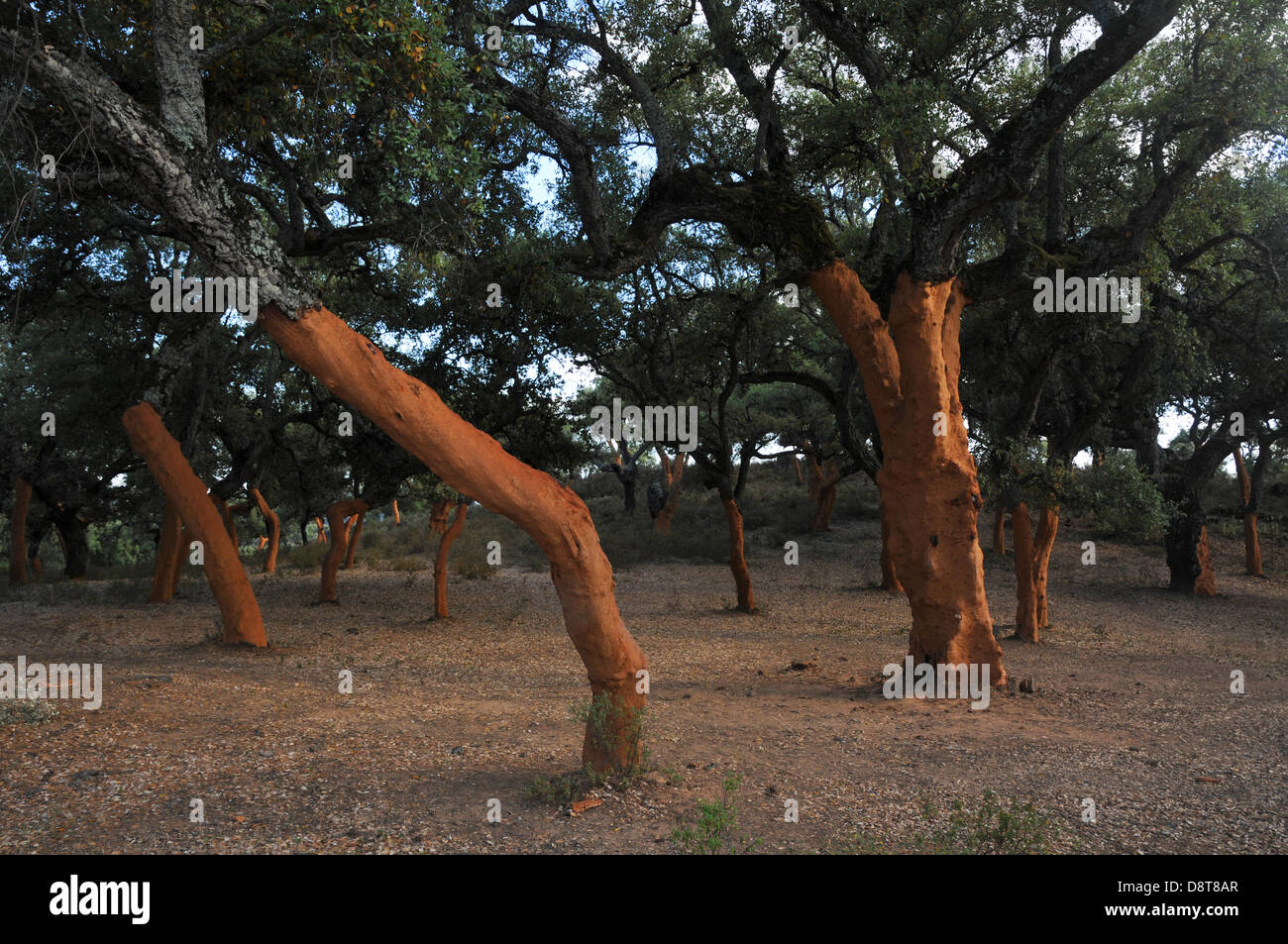 cork oak trees stripped for cork bark Stock Photo - Alamy