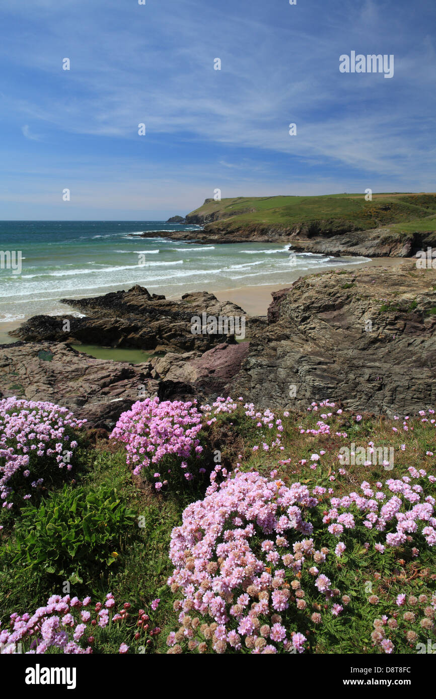 Pentireglaze Haven beach (New Polzeath) view towards Rumps point, North ...
