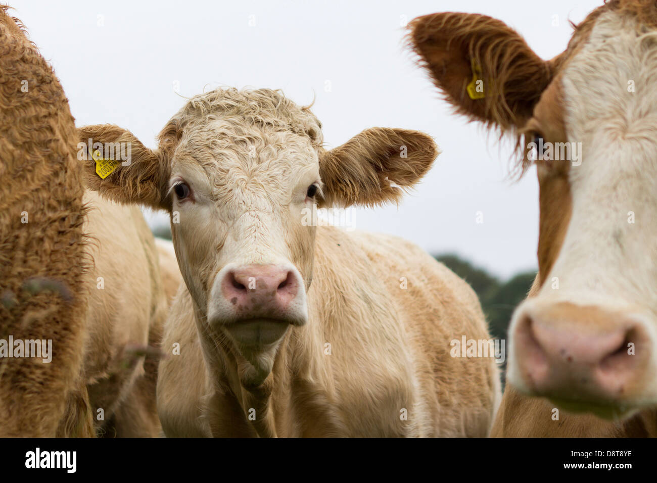Cornwall seaside grass overcast brown dusk hi-res stock photography and ...