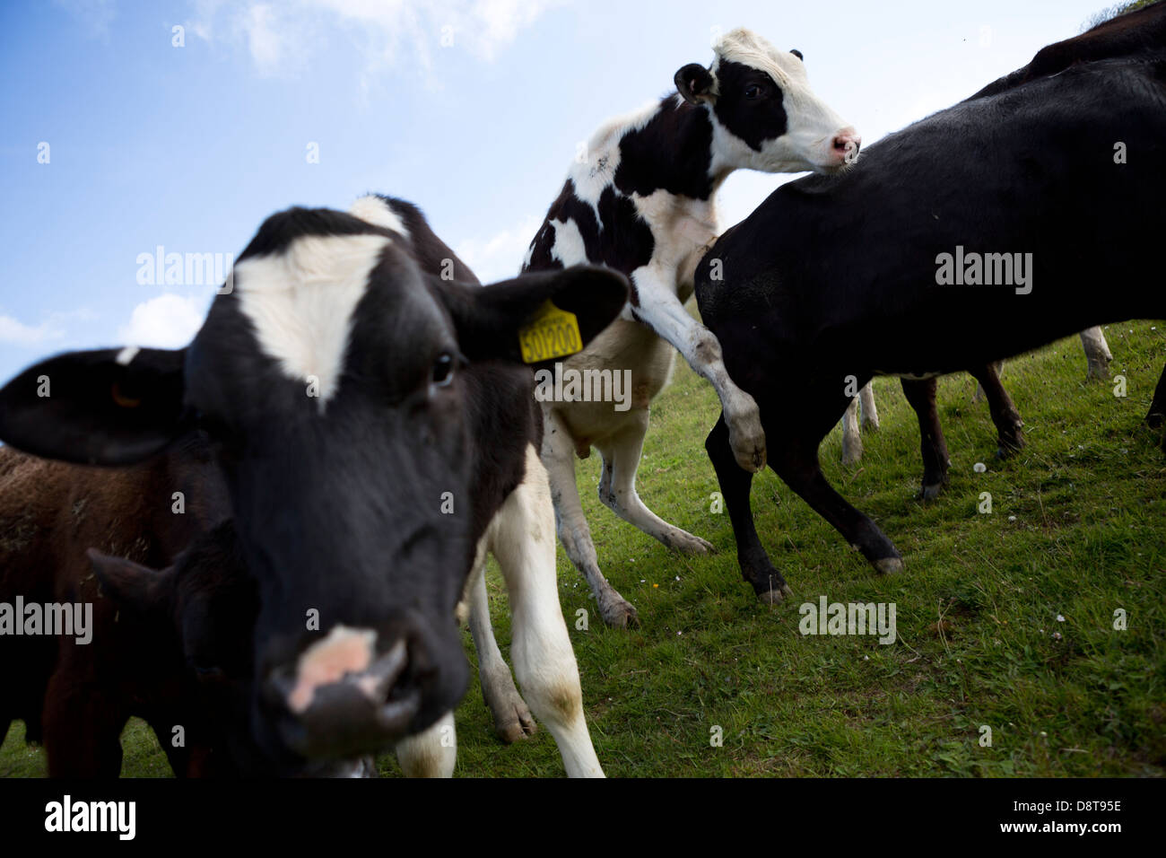 Cow mating High Resolution Stock Photography and Images - Alamy