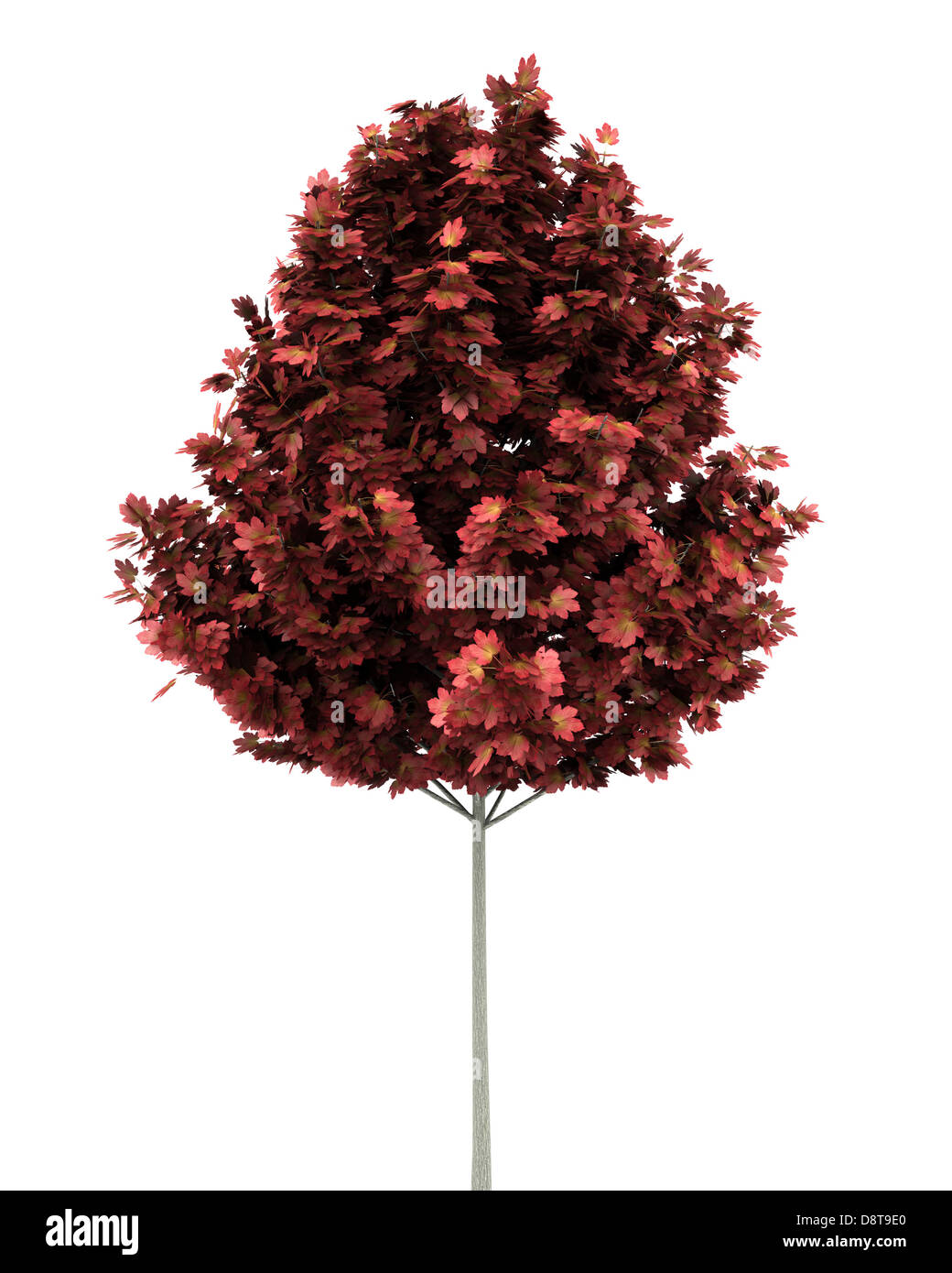 red maple tree isolated on white background Stock Photo - Alamy