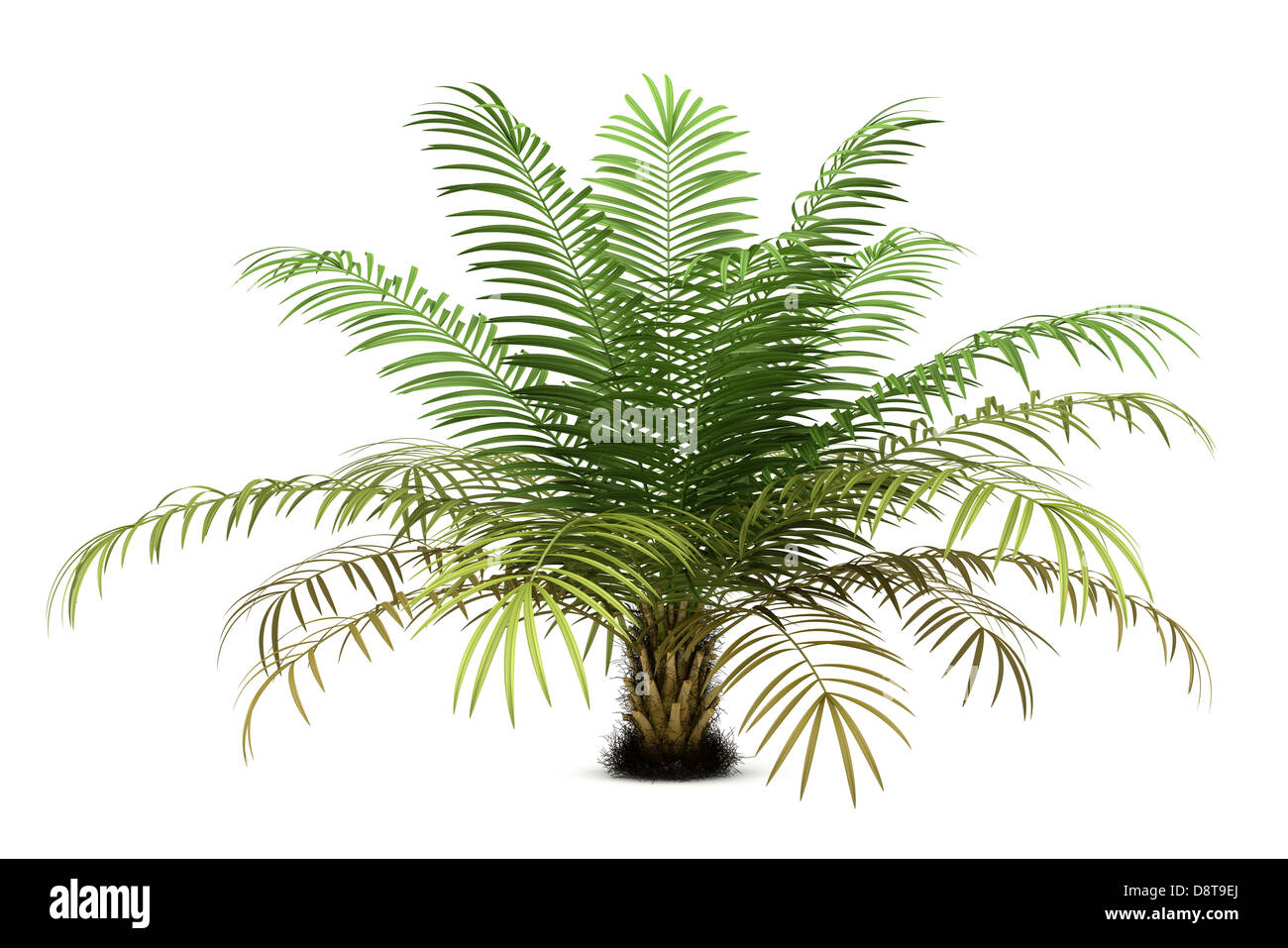 Dwarf Sugar Palm Tree