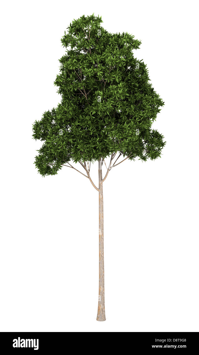 White gum tree hi-res stock photography and images - Alamy