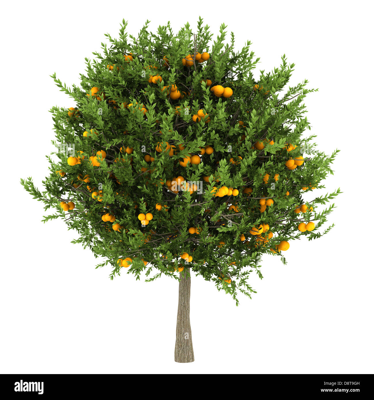 Orange tree citrus sinensis Cut Out Stock Images & Pictures - Alamy