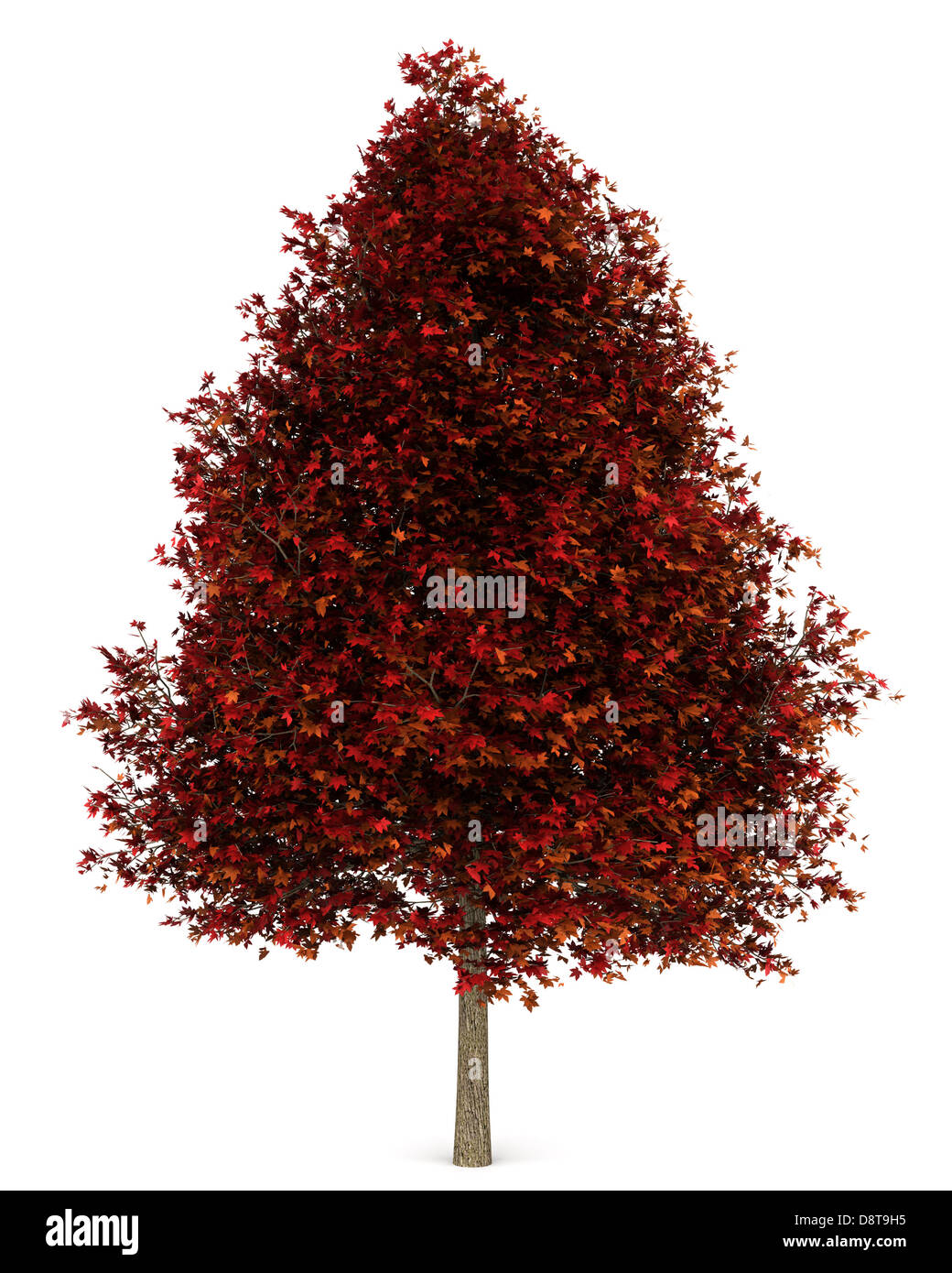 American sweetgum tree hi-res stock photography and images - Alamy