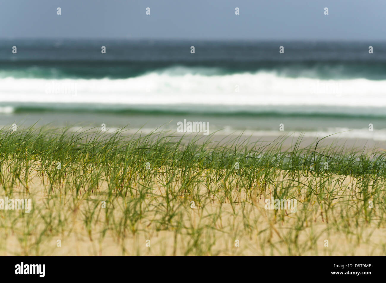 grass on the sandy beach with sea in the background Stock Photo - Alamy