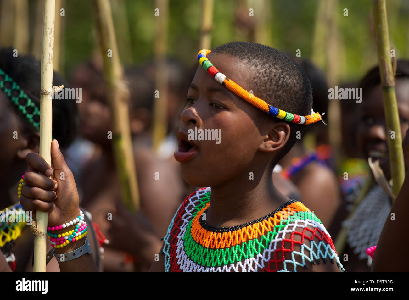 Zulu maidens deliver reed sticks to the King, Zulu Reed Dance at ...