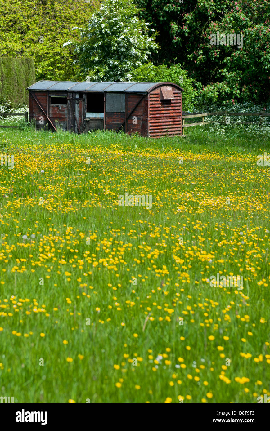 [ wild flower meadow] Stock Photo - Alamy