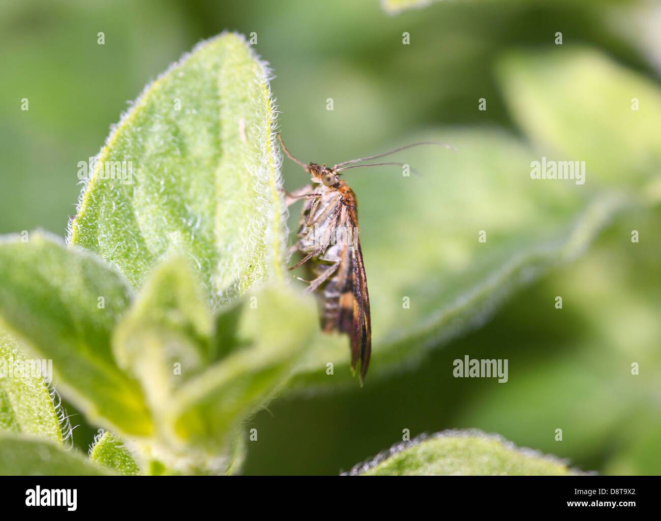 moth on a leaf Stock Photo - Alamy