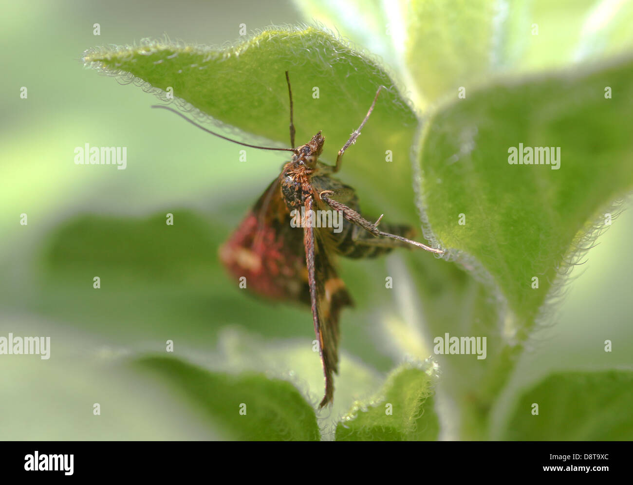 moth on a leaf Stock Photo - Alamy