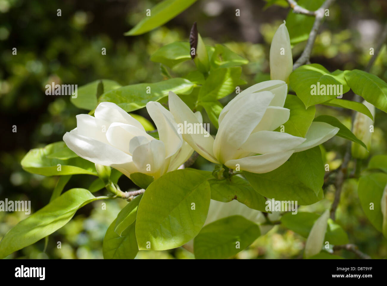 Magnolia elizabeth hi-res stock photography and images - Alamy
