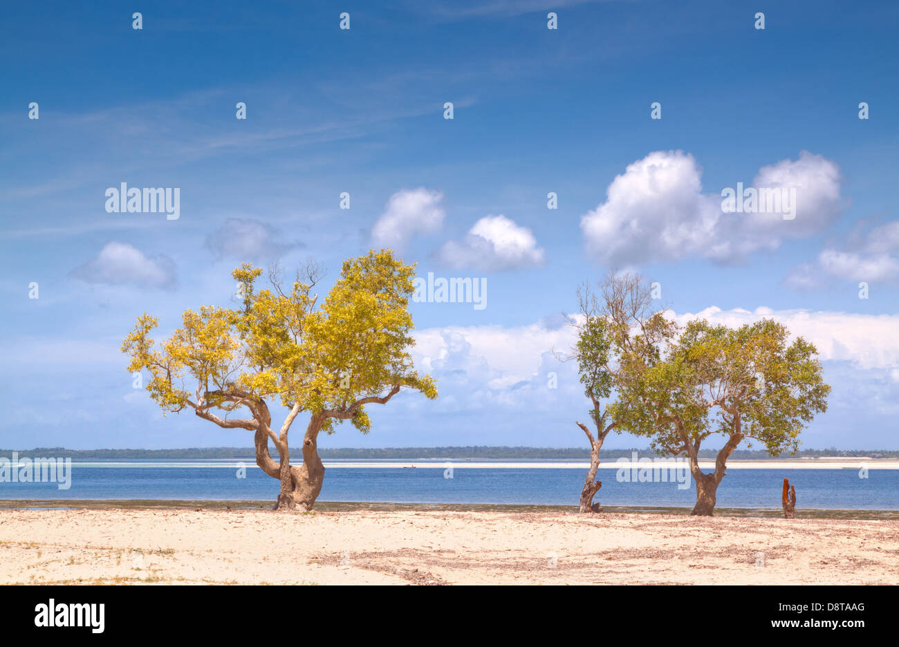 Kenya, two trees in the Funzi Island Stock Photo - Alamy