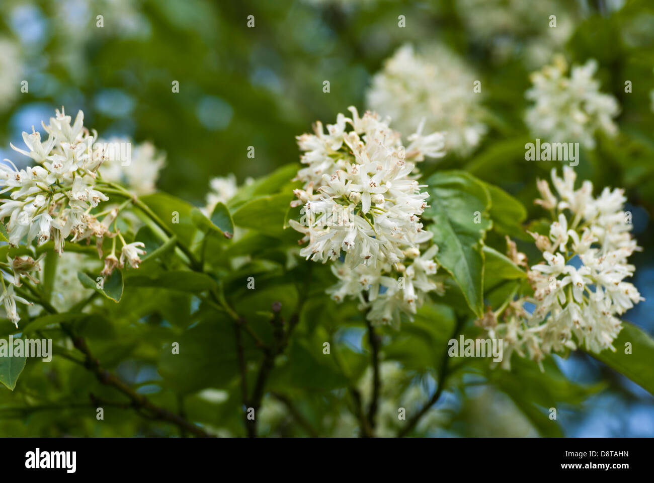 Staphylea High Resolution Stock Photography and Images - Alamy