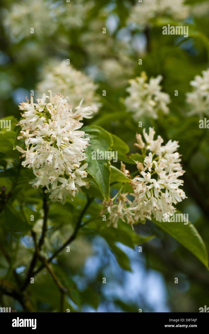 Staphylea High Resolution Stock Photography and Images - Alamy