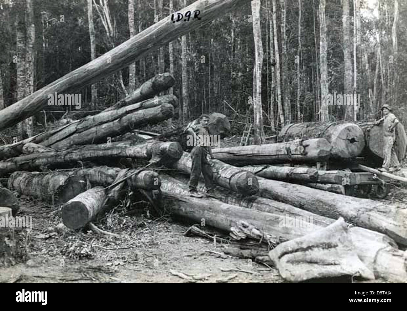 This black-and-white photograph captures a logging scene in Dorrigo ...